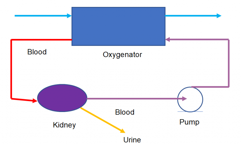 Organ Perfusion System | Haemair